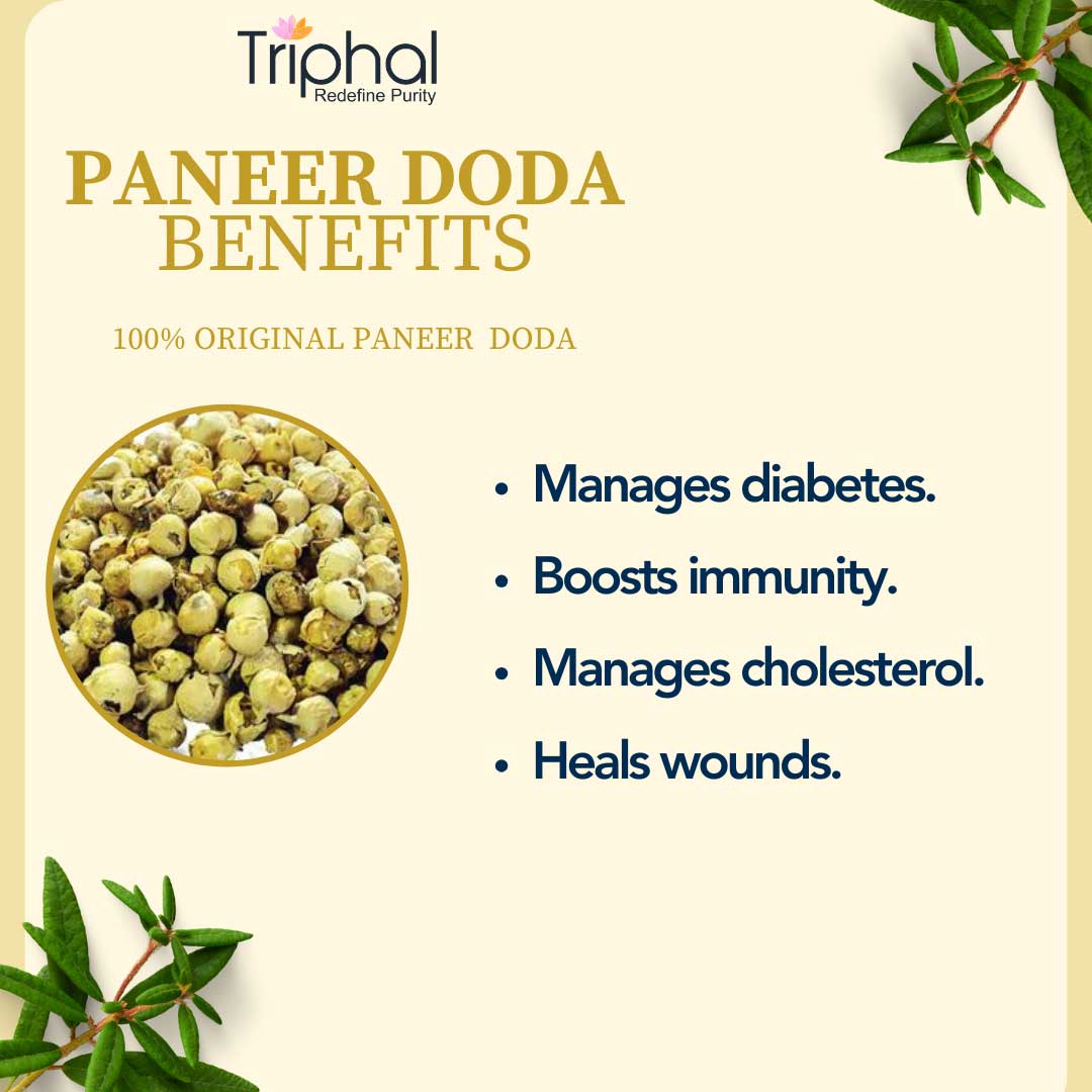 Paneer Doda Panir Phool Paner Dodi Original Premium Triphal Paneer Doda Panir Phool Paner Dodi Original Premium Triphal