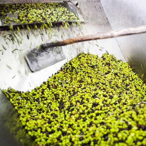 Buy Original Salab Punja – Salam Panja – Marsh Orchid – Triphal